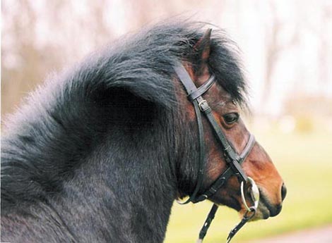 Thornapple Farms Photo Gallery - Ireland - Kerry Bog Ponies